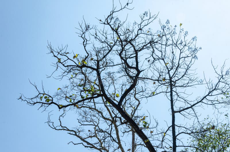 Tree canopy stock photo. Image of lush, light, autumn - 272185106