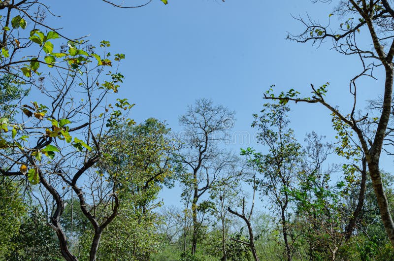 Tree canopy stock image. Image of pattern, light, branch - 272189259