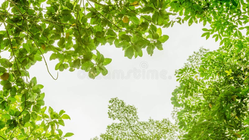 Tree Canopy Looked from Below Stock Image - Image of green, stem: 139412415