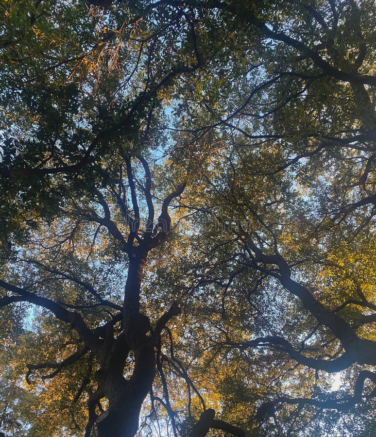 Tree Canopy from Below Looking at the Tree Tops with Dark Branches ...