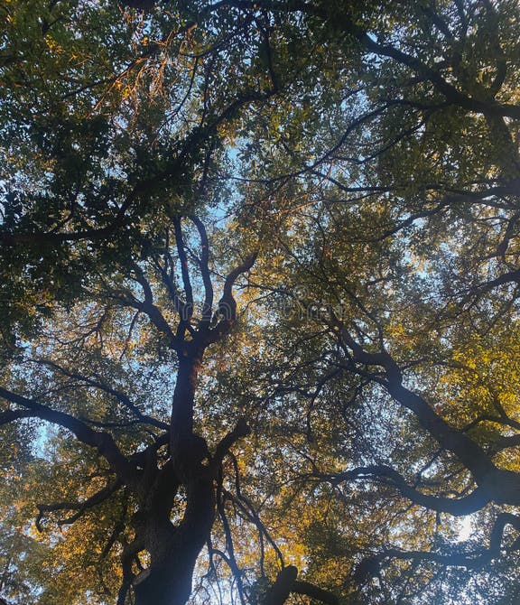 Tree Canopy from Below Looking at the Tree Tops with Dark Branches ...