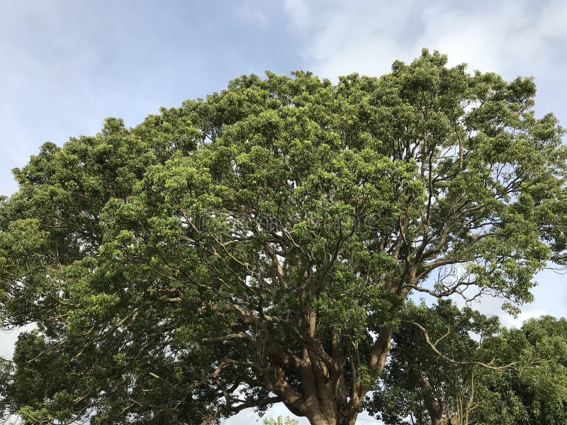 Tree canopy stock photo. Image of green, canopy, tree - 111388018