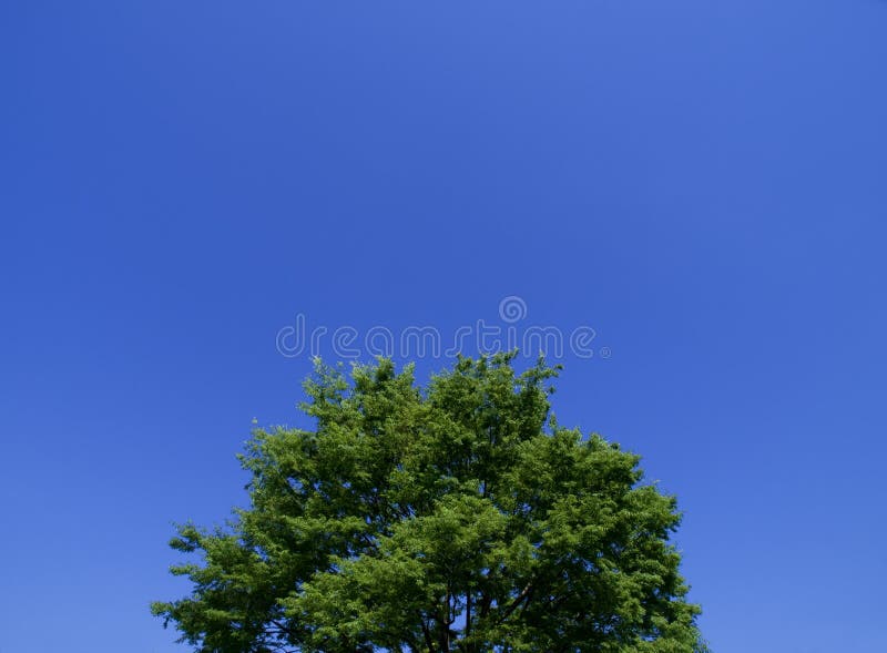 Tree Canopy and Big Blue Sky Stock Photo - Image of round, sunshine ...