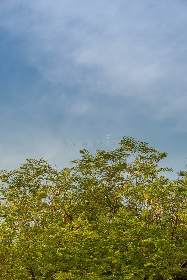 Tree Canopy and Big Blue Sky Stock Image - Image of tree, blue: 40882791