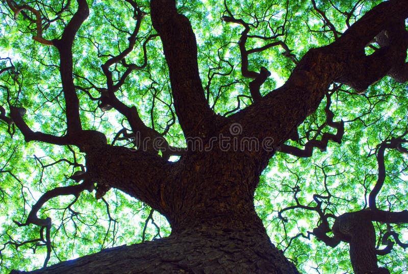 Tree Canopy stock photo. Image of thick, tree, branches - 59595298