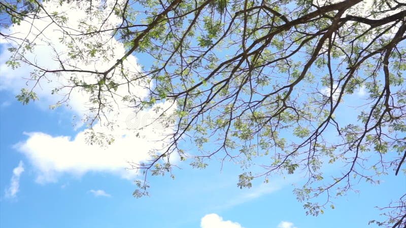 Tree Canopy with Blue Sky and Clouds Stock Video - Video of ecosystem ...