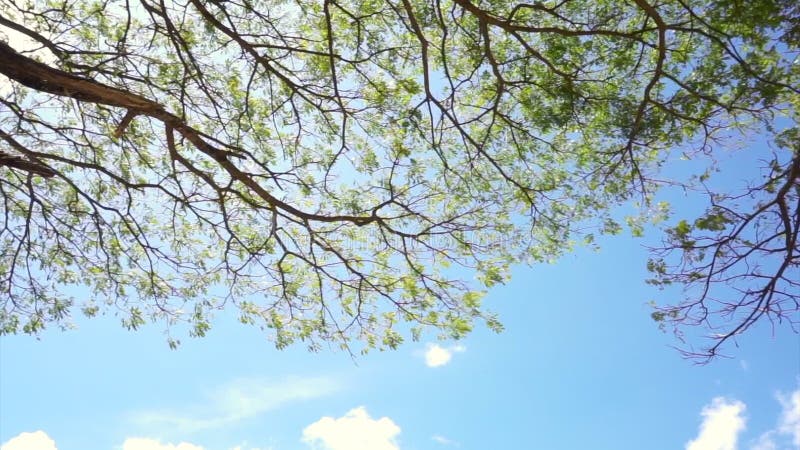 Tree Canopy with Blue Sky and Clouds Stock Footage - Video of landscape ...