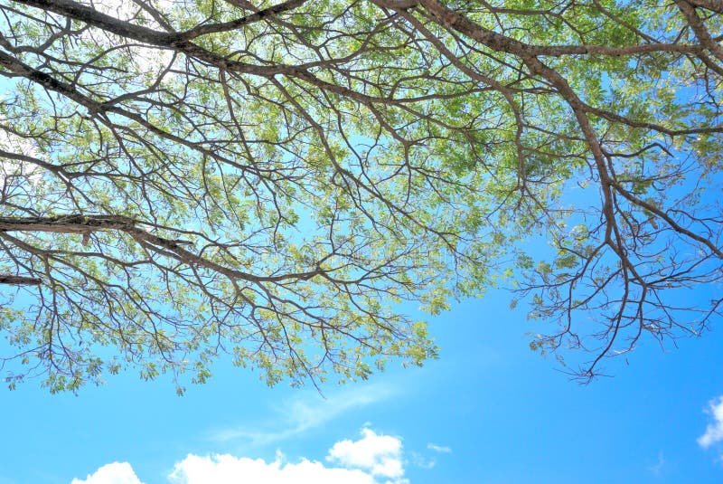 Tree Canopy with Blue Sky and Clouds Stock Image - Image of leaves ...