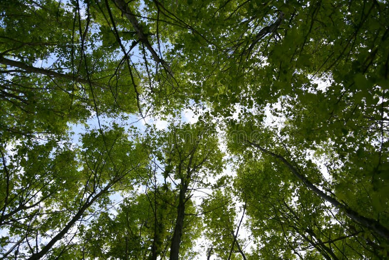 Tree canopy with blue sky stock photo. Image of belgium - 234252642
