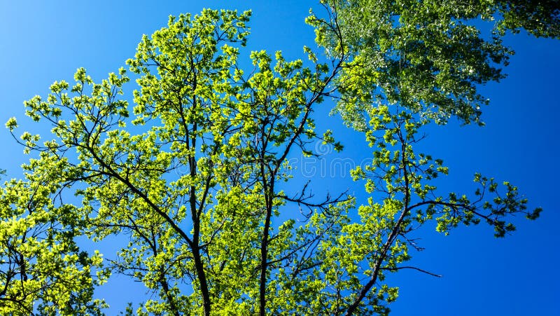 Tree canopy and blue sky stock image. Image of pattern - 32996285