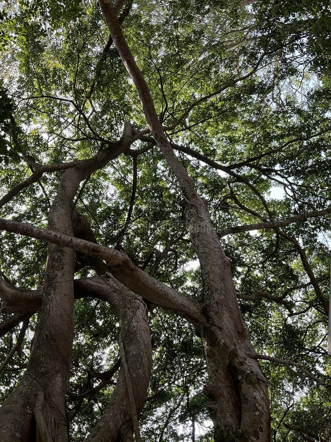 Tree Canopy from Bottom To Top with Close-Up of Branches Stock Photo ...