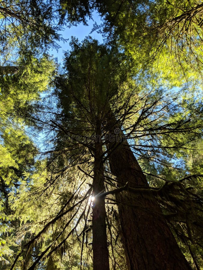 Tree canopy stock image. Image of illuminated, colors - 127625081