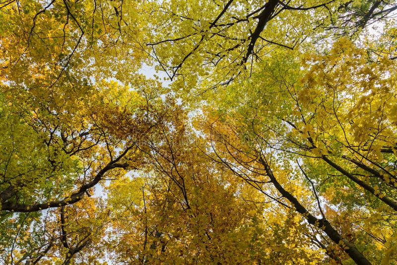 Tree Canopy in the Fall stock image. Image of colourful - 61498173