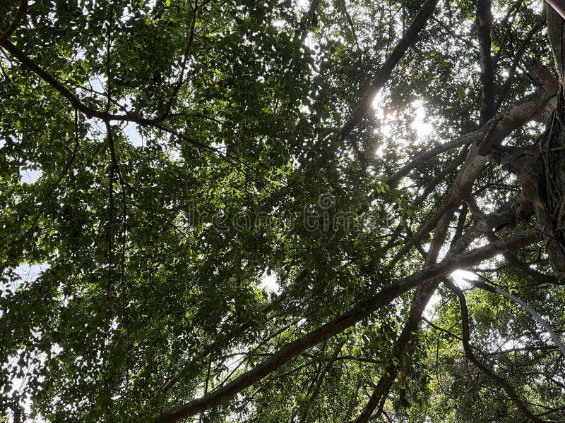 Tree Canopy Formed by Branches Captured from Below through Sunlight ...