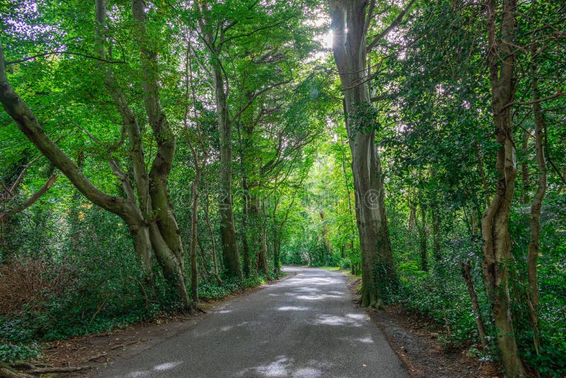 Approaching Autumn Walk in the Park Stock Photo - Image of garden, leaf ...