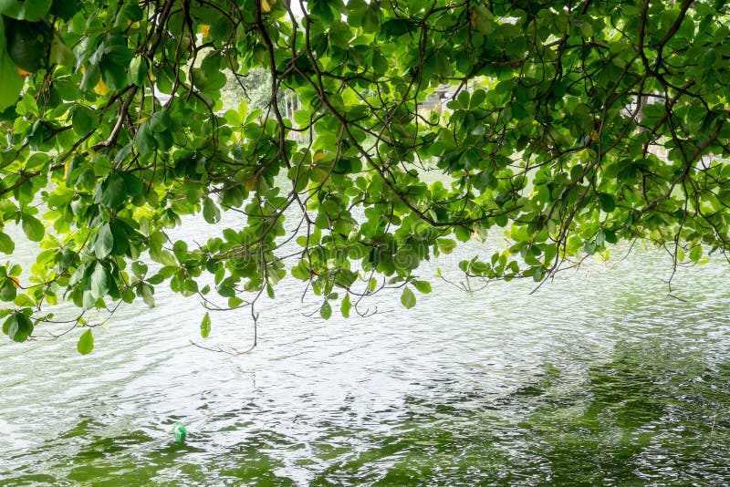Tree canopy and lake stock photo. Image of riverside - 76091114