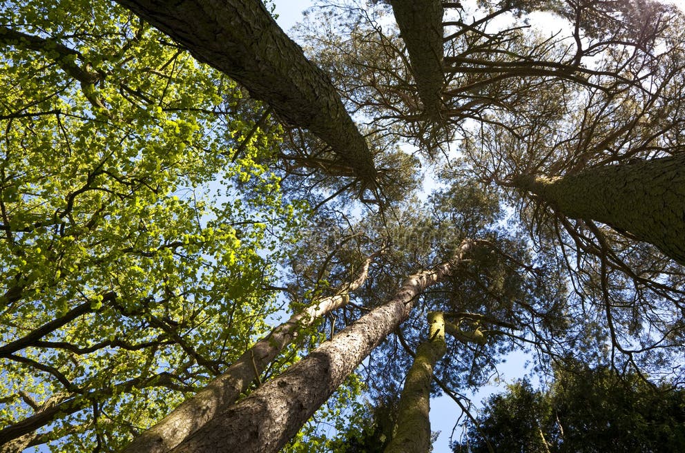 Tree Canopy stock photo. Image of tree, canopy, branch - 34294650