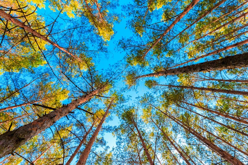 Tree canopy stock photo. Image of scenic, plant, flora - 40238932