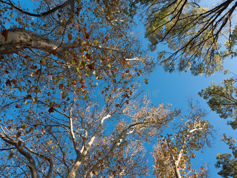 Tree canopy stock photo. Image of canopy, landscape, blue - 56377354