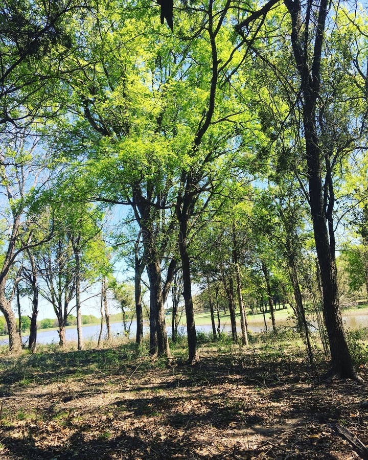 Tree canopy stock image. Image of lake, tree, forest - 118637271