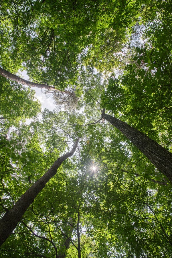 Tree canopy nature. stock photo. Image of green, life - 58640368