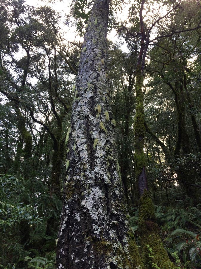 Giant Doug Fir Tree Fairfax California Cataract Falls Trail Stock Image ...