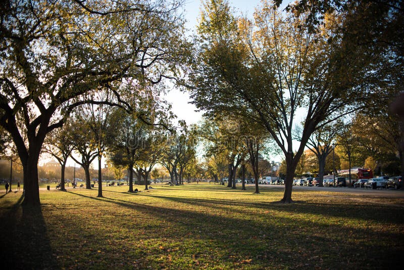 Tree Canopy in Park at Sunset Stock Image - Image of looking, lonely ...