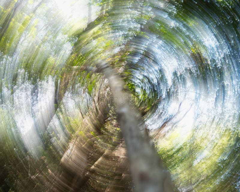 Tree Canopy Photographed from Below Using Intentional Camera Movement ...