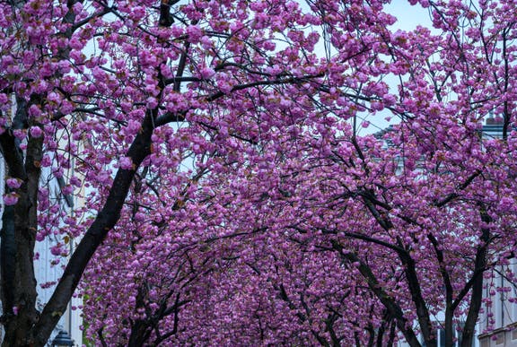 A Tree Canopy of Pink Cherry Trees in Full Bloom Stock Image - Image of ...