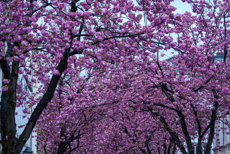 A Tree Canopy of Pink Cherry Trees in Full Bloom Stock Image - Image of ...