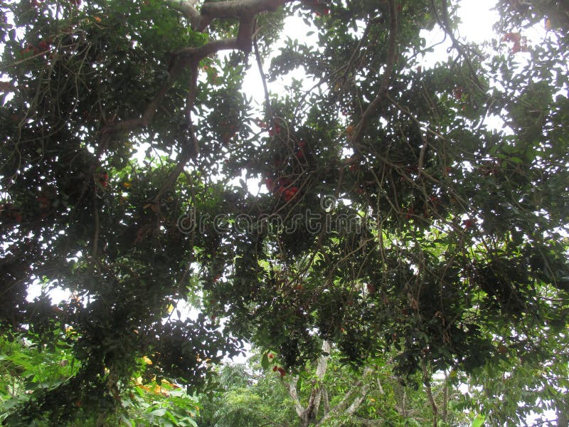 Tree Canopy with Red Fruits Stock Image - Image of jungle, cycle: 398579711