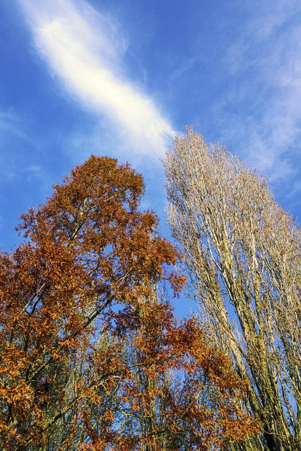 Tree Canopy in Red Orange Color - Vertical Stock Photo - Image of ...