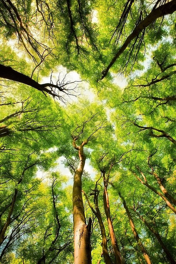 Tree canopy stock photo. Image of park, outdoors, angle - 31777908