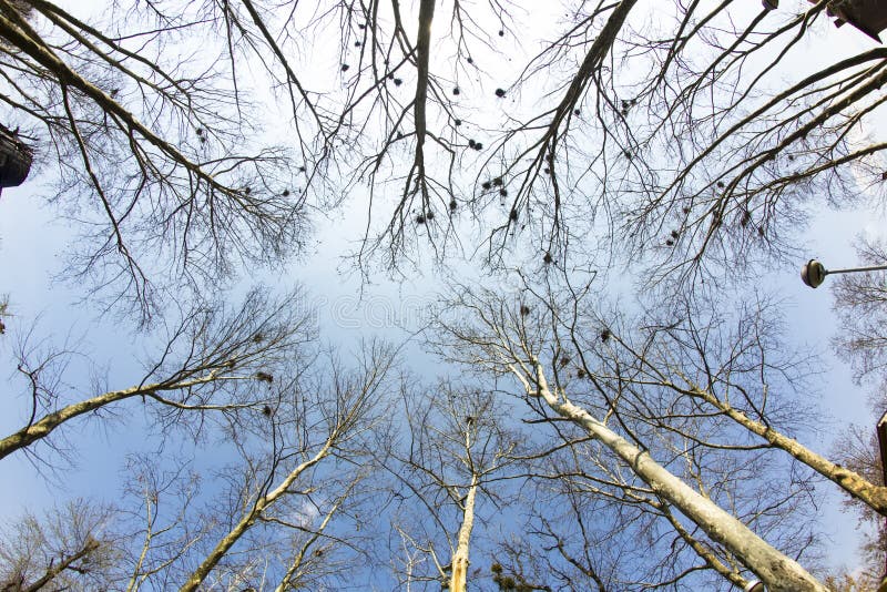 Tree Canopy stock image. Image of colorful, foliage, outdoor - 41892397