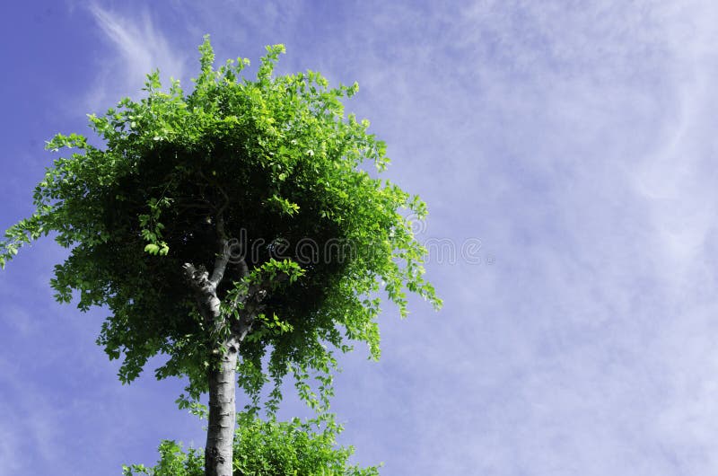 Tree canopy. stock photo. Image of growth, scene, landscape - 32089554