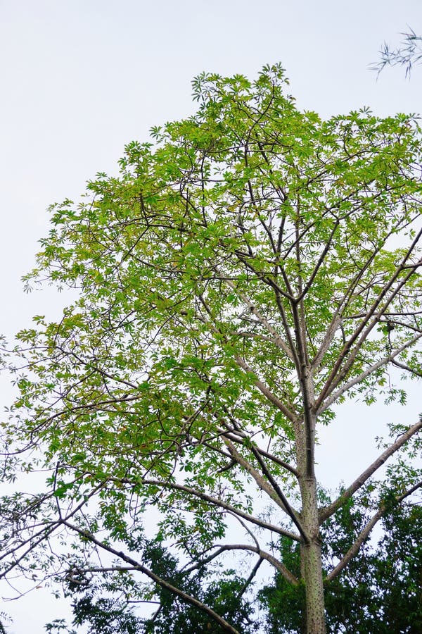 Tree Canopy with Sky, Nature Background Stock Image - Image of abstract ...