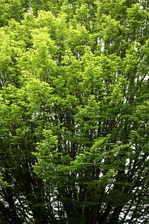 Tree Canopy Spreading Upwards Stock Image - Image of greenery, wooded ...