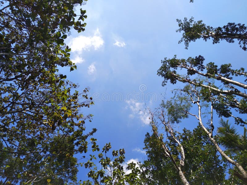 Tree Canopy in Spring Time Over Blue Sky. Low Angle. Stock Photo ...
