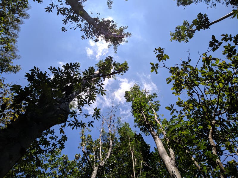 Tree Canopy in Spring Time Over Blue Sky. Low Angle. Stock Image ...