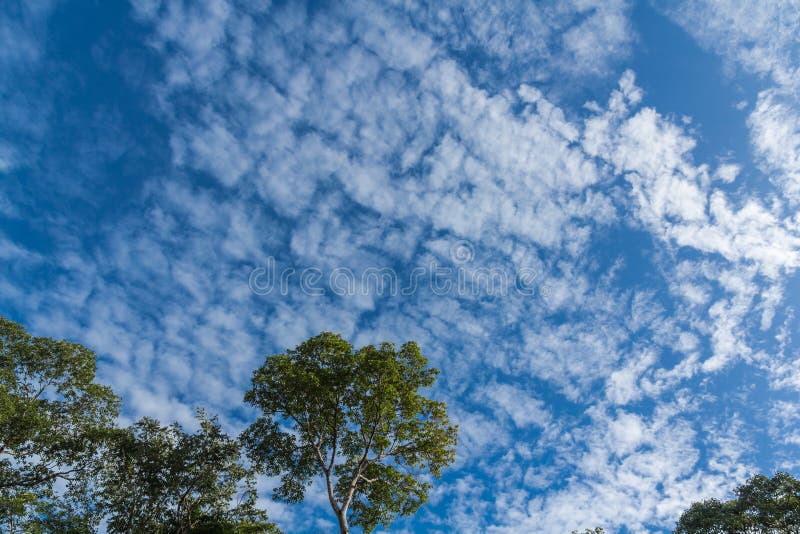 Tree canopy stock photo. Image of foliage, habitat, life - 48614702