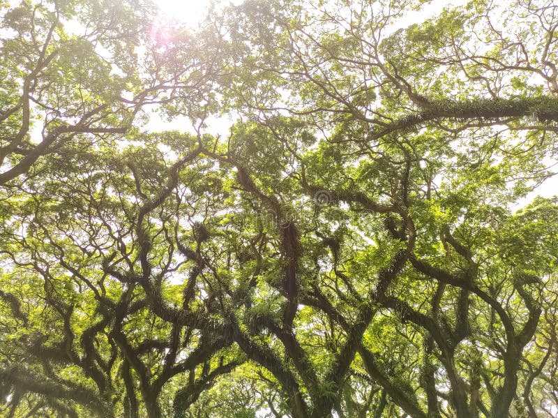 1,791 Tree Canopy Sunlight Shining Leaves Stock Photos - Free & Royalty ...