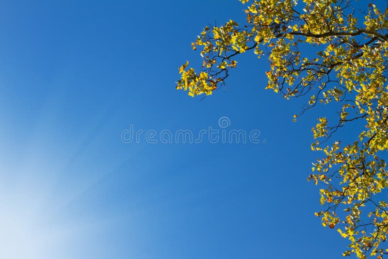 Tree Canopy with a Sunny Sky Stock Photo - Image of nature, summer ...