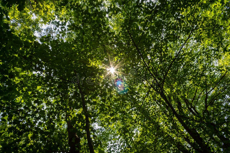 Tree Canopy on a Sunny Summer Day Stock Image - Image of canopy, leaves ...