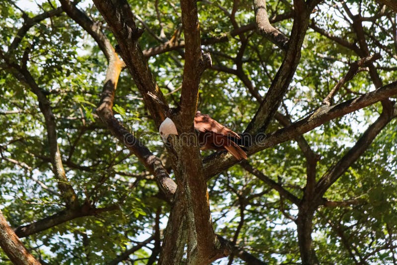 Tree canopy stock image. Image of evergreen, autumn - 140044877