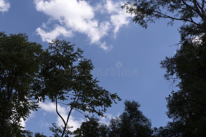 Tree canopy under blue sky stock image. Image of canopy - 179686855