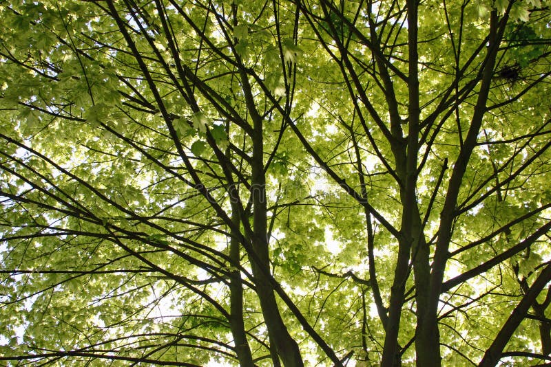 Tree Canopy from Underneath Stock Image - Image of viewed, canopy: 84273579