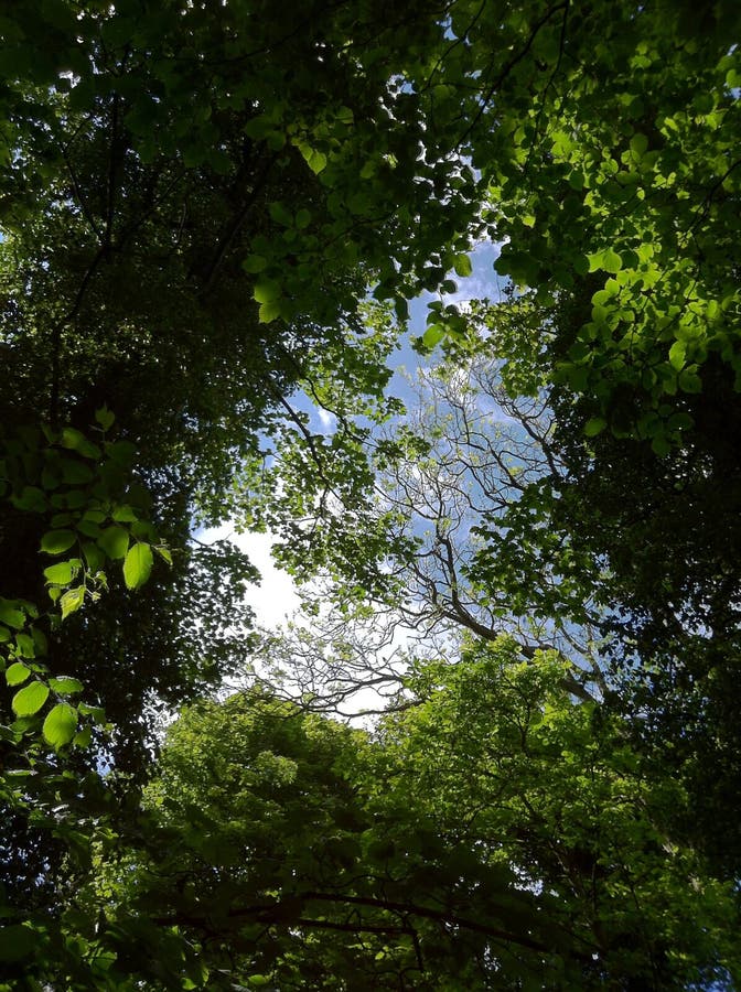 Tree Canopy stock image. Image of view, blue, canopy - 78255641