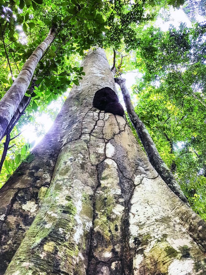 Tree carbuncle stock photo. Image of bent, rainforest - 177940890