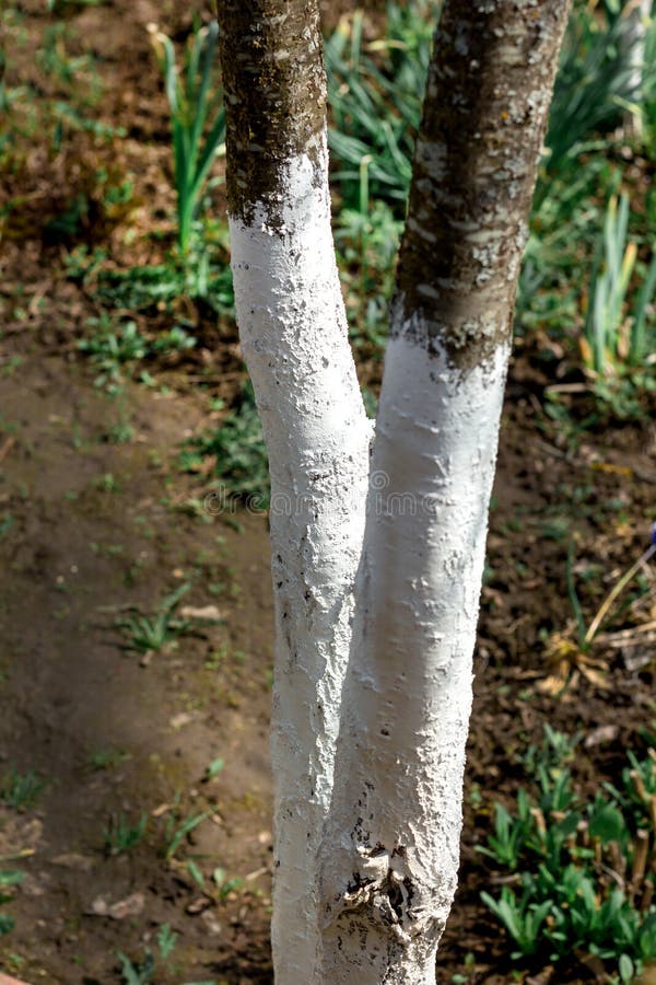 Tree Care, Tree Bark Whitewash in Season Stock Image - Image of ...