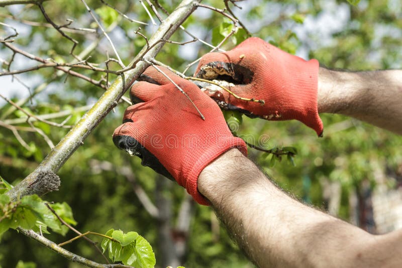 Tree care stock photo. Image of tree, care, farmer, fresh - 106160614